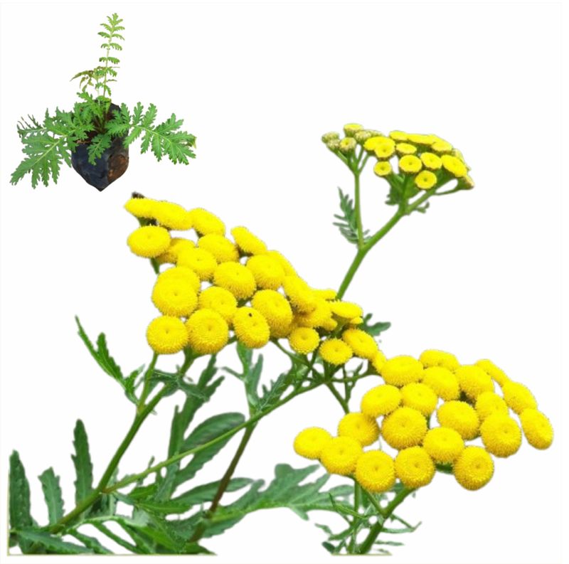 Macassá - Catinga de Mulata - Aeollanthus suaveolens - Flora Monte Claro