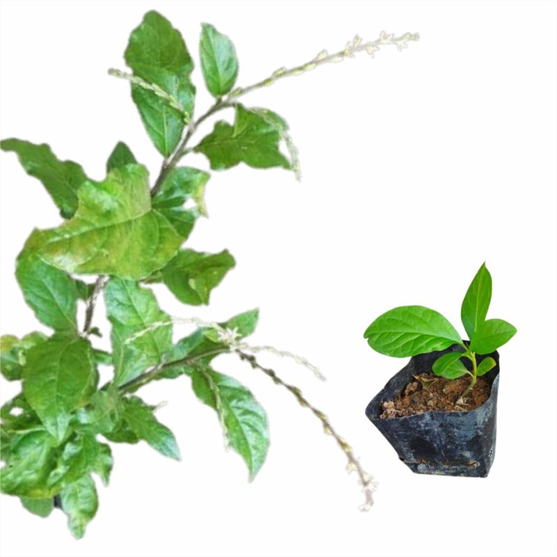 Guiné - Petiveria alliacea - Flora Monte Claro