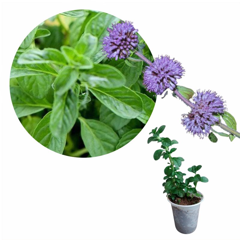 Poejo - Mentha pulegium - Flora Monte Claro