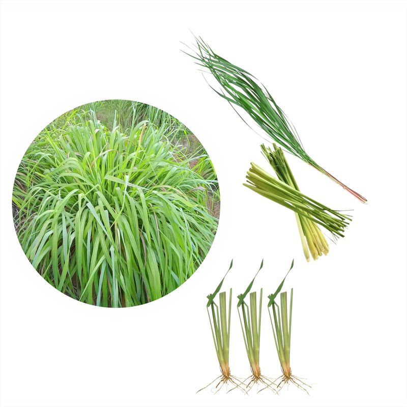 Citronela - Cymbopogon nardus (3 mudas) - Flora Monte Claro