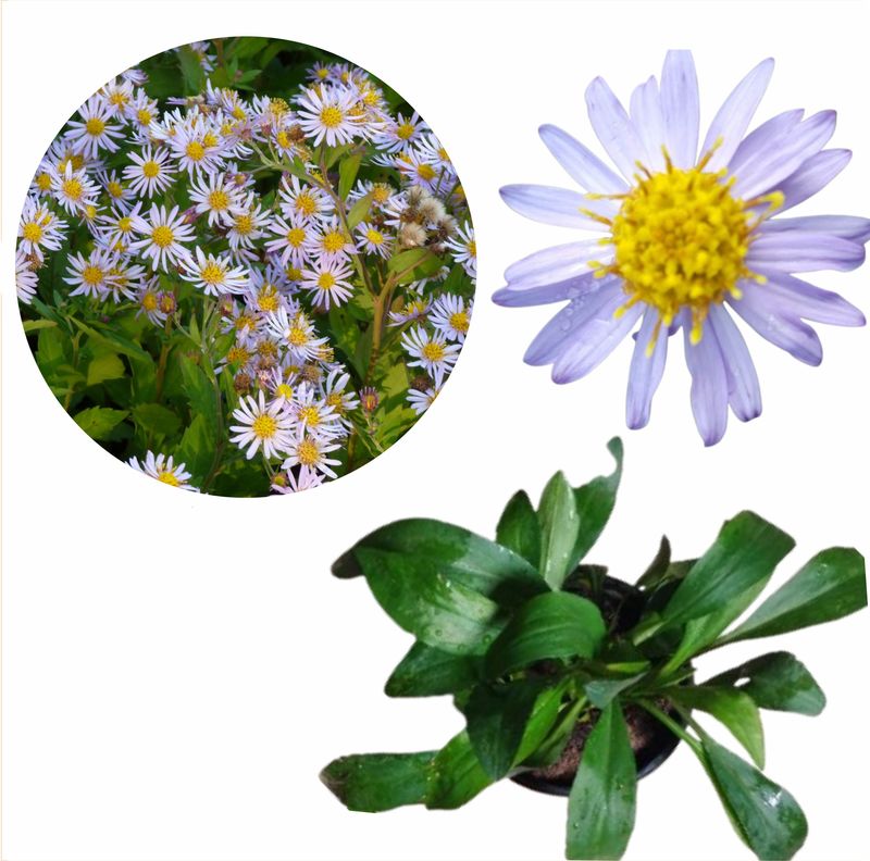 Aster do Japão - Margarida Azul - Aster ageratoides (vaso com até 3 ...