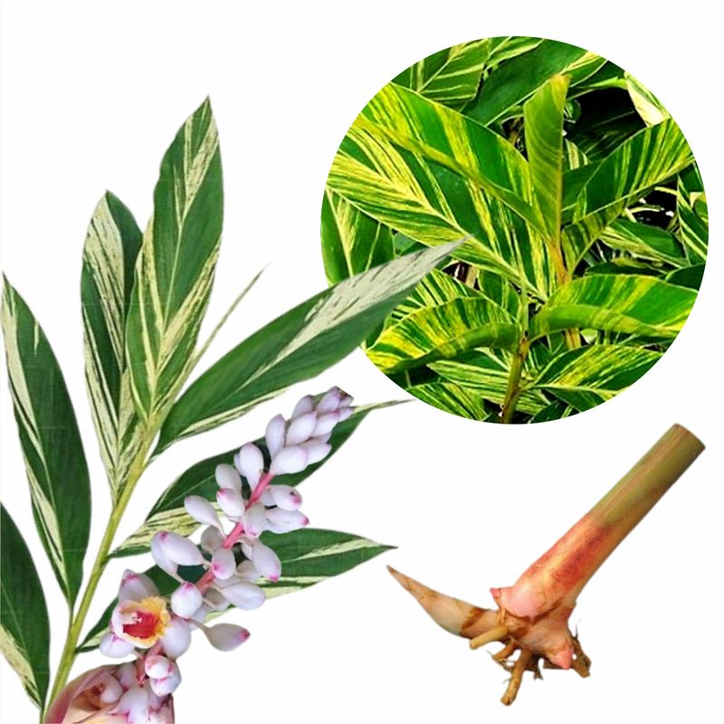 Colônia variegata - Alpinia zerumbet - Flora Monte Claro